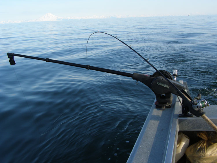 Koffler Bay Bee For Sale