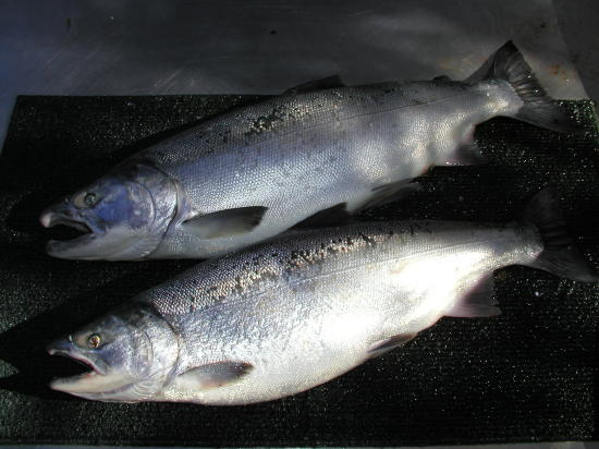 Arctic Tern Charters - Fish Processing